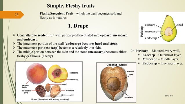 Fruit morphology and botanical classification | PDF | Gardening | Home ...