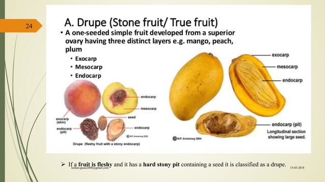 Fruit morphology and botanical classification | PDF | Gardening | Home ...