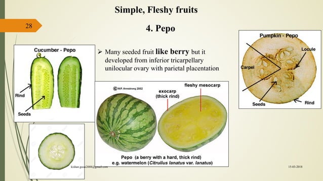 Fruit morphology and botanical classification | PDF | Gardening | Home ...