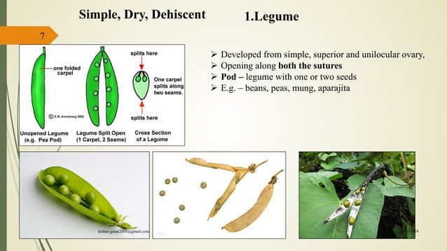 Fruit morphology and botanical classification | PDF | Gardening | Home ...