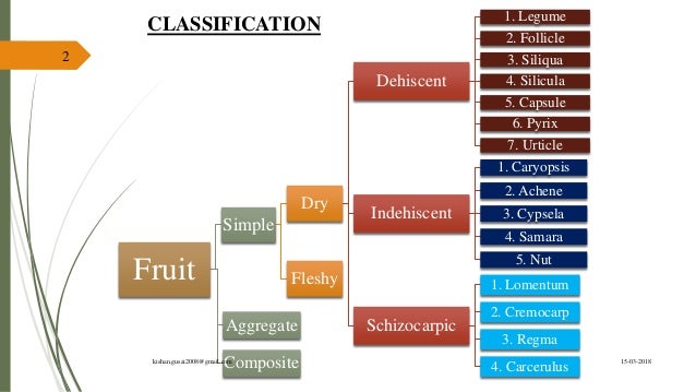 Fruit morphology and botanical classification