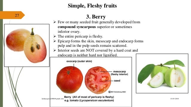 Fruit morphology and botanical classification