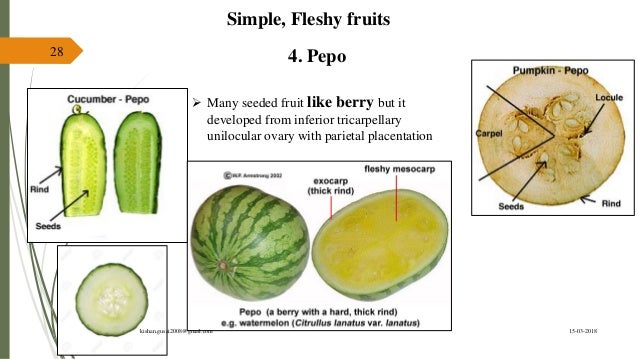 Fruit morphology and botanical classification