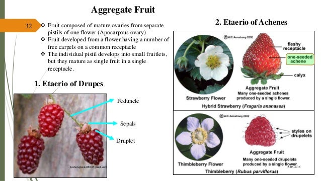 Fruit morphology and botanical classification