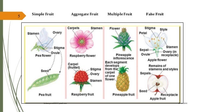 Fruit morphology and botanical classification