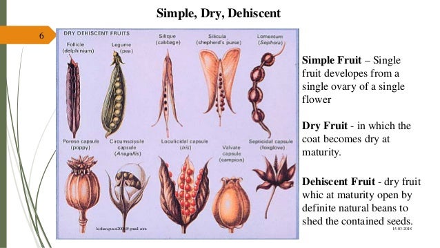 Fruit morphology and botanical classification