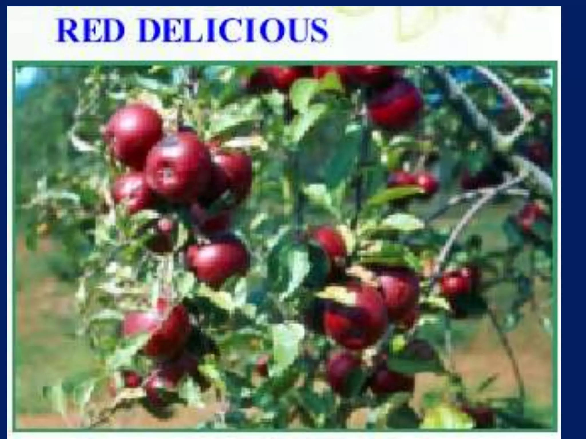 Fruit of temperate and cold regions.pdf | Free Download