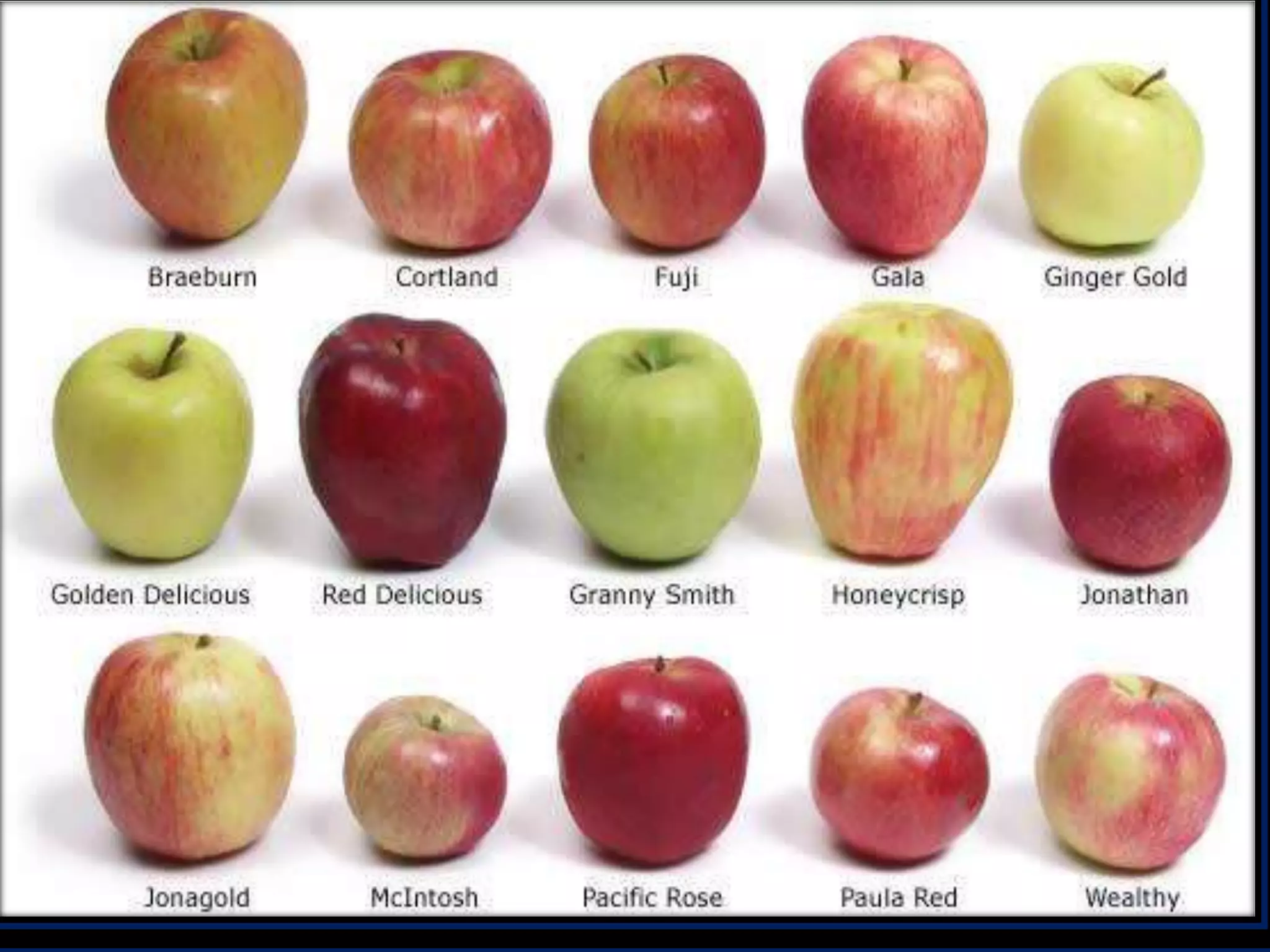 Fruit of temperate and cold regions.pdf | Free Download