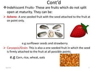 Fruit ppt for Horti.pptyfddtfhutfdedwded | PPT