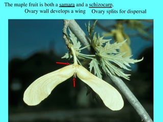 fruitripeening types in plant crops .ppt
