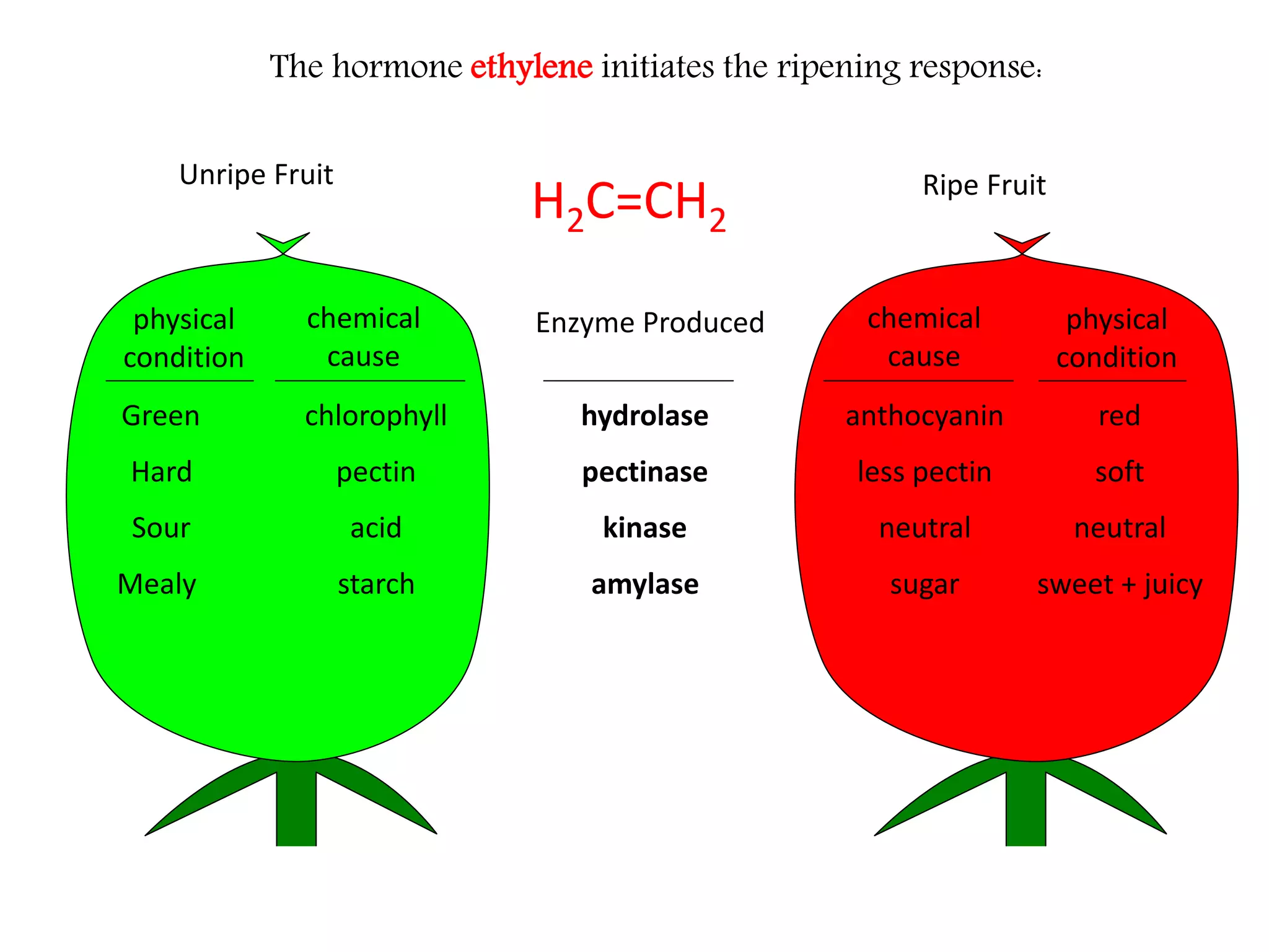 Fruit ripening | PPTX