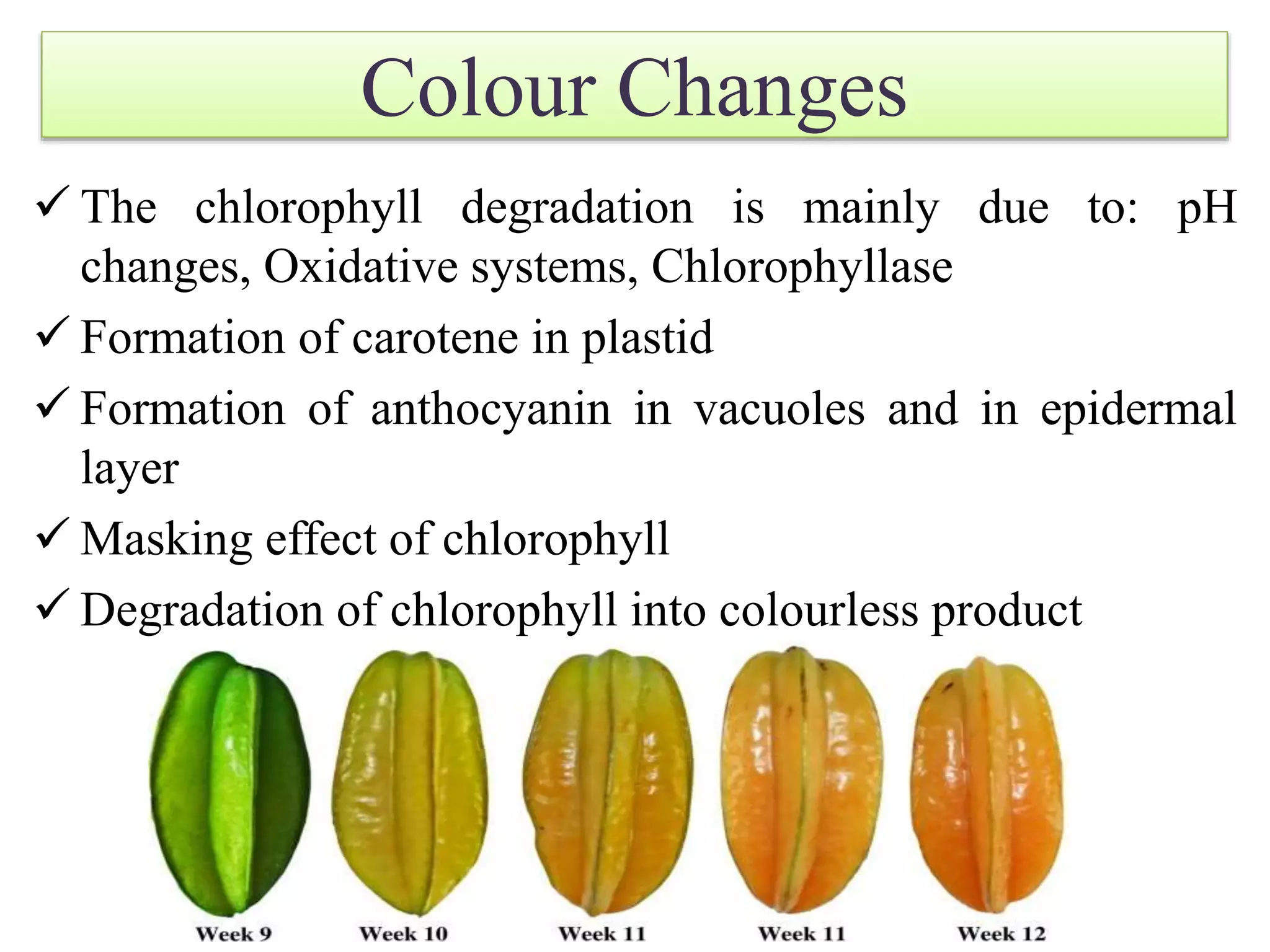 Mechanism of Fruit ripening | PPTX