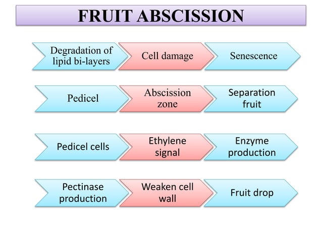 Mechanism of Fruit ripening | PPTX