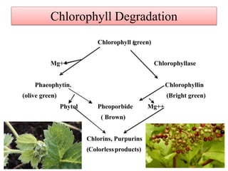 Mechanism of Fruit ripening | PPTX