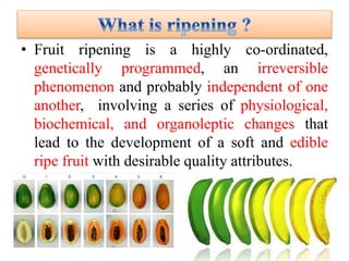 Mechanism of Fruit ripening | PPTX