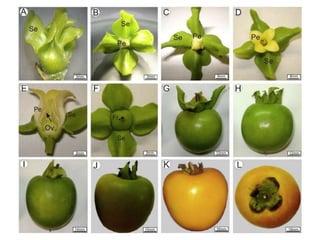 Mechanism of Fruit ripening | PPTX