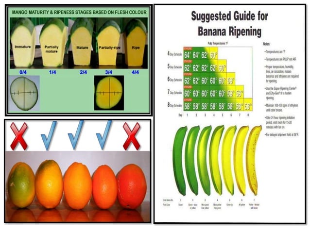 Mechanism of Fruit ripening | PPTX