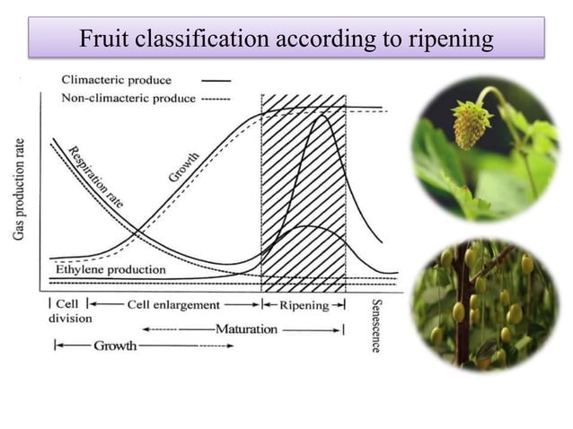 Mechanism of Fruit ripening | PPT
