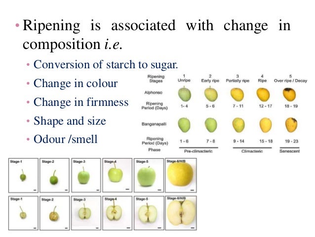 Mechanism of fruit ripening: fruit ripening – BHBY
