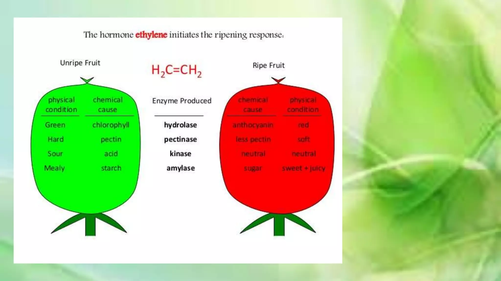 Fruit Ripening and Changes occurring during Ripening | PPTX