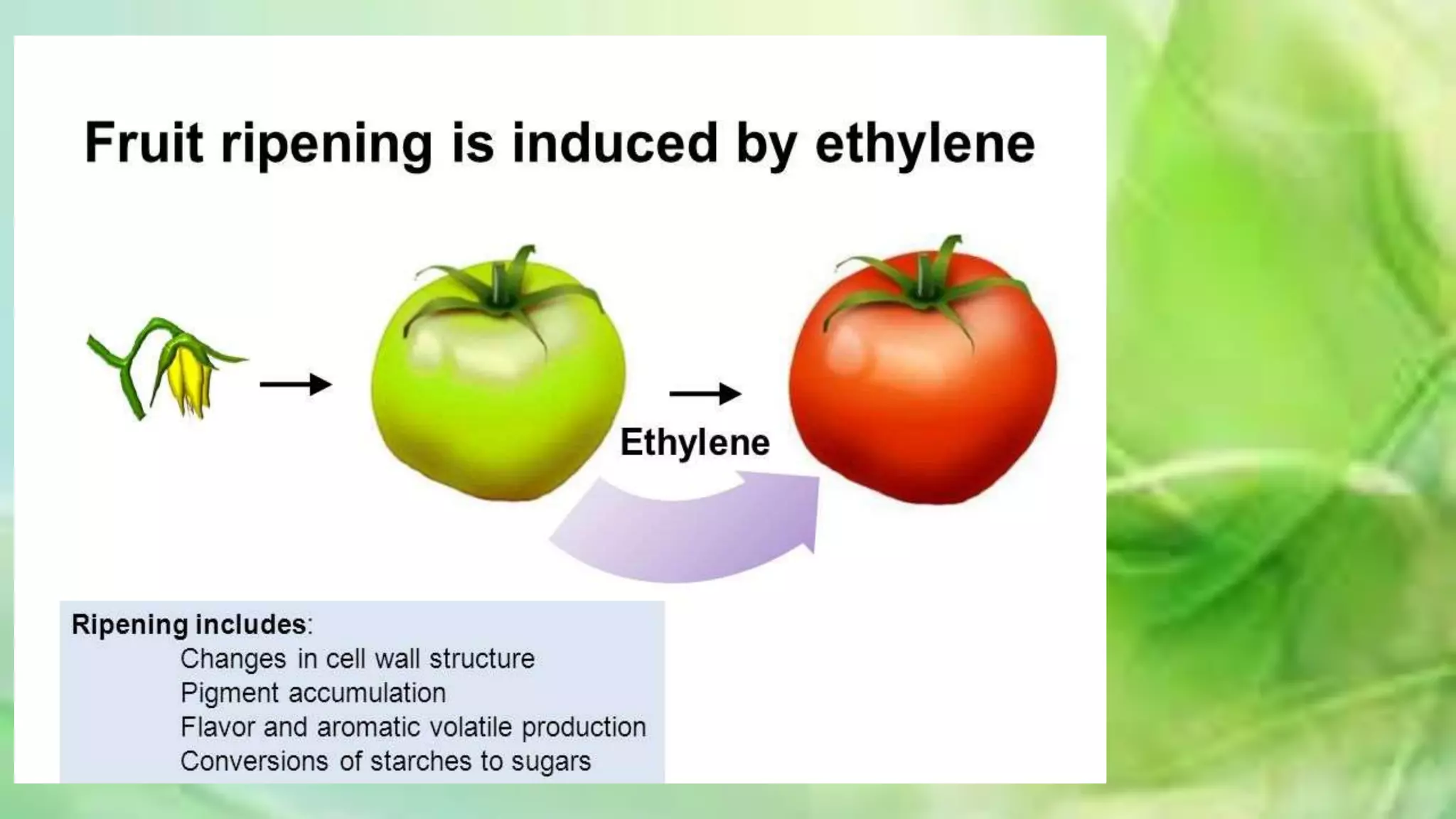 Fruit Ripening and Changes occurring during Ripening | PPTX