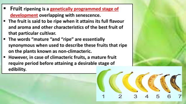 Fruit Ripening and Changes occurring during Ripening | PPTX | Gardening ...