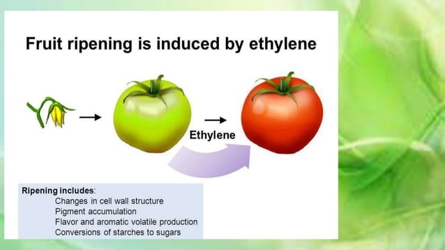 Fruit Ripening and Changes occurring during Ripening | PPTX | Gardening ...