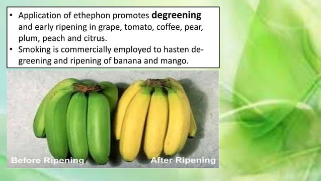Fruit Ripening and Changes occurring during Ripening | PPTX | Gardening ...