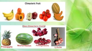 Fruit Ripening and Changes occurring during Ripening | PPTX