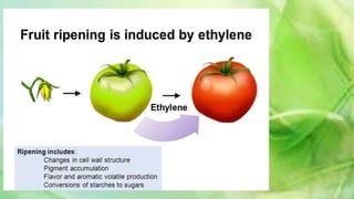 Fruit Ripening and Changes occurring during Ripening