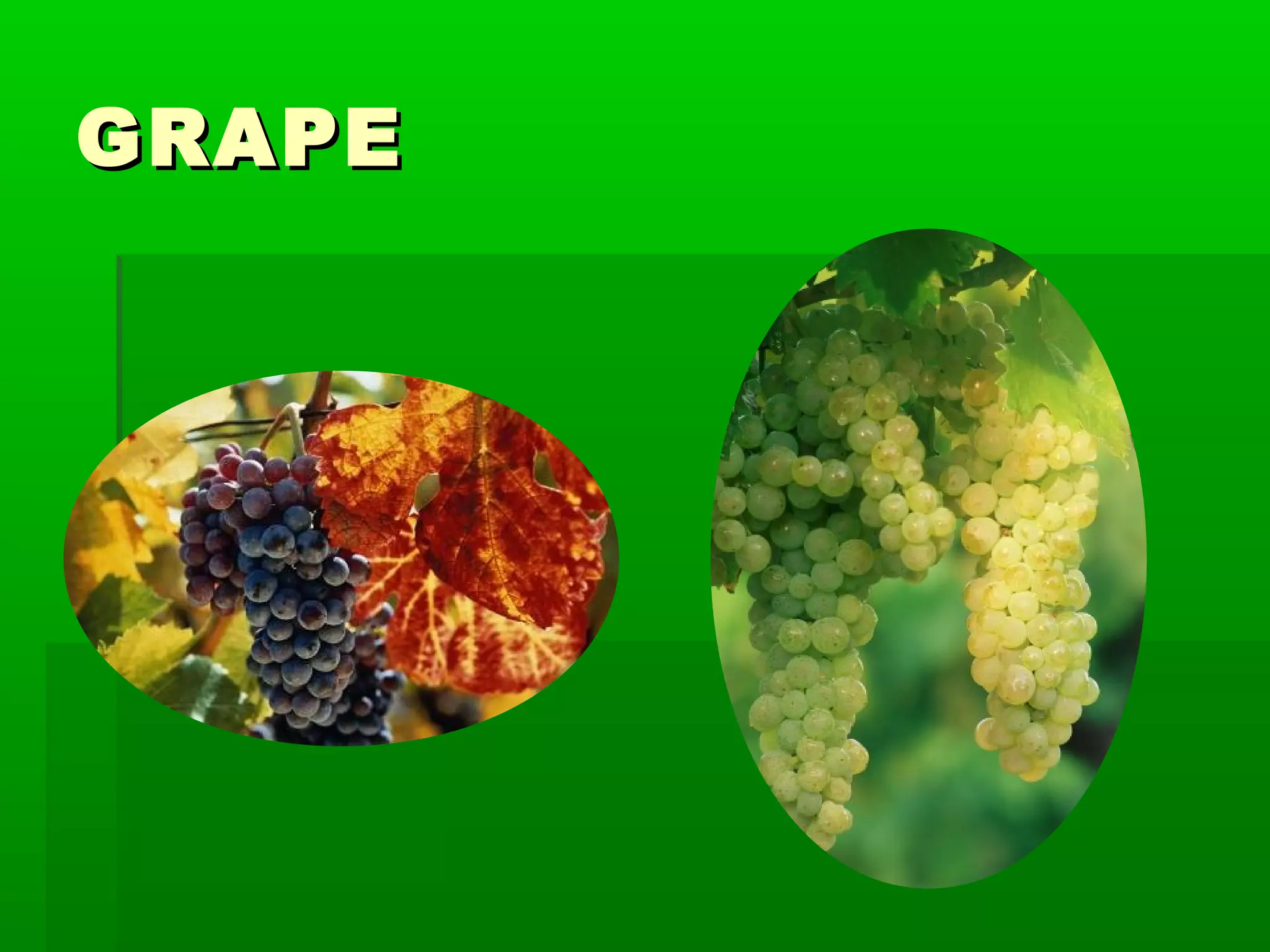 Fruits | PPS