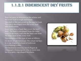 Fruits | PPT