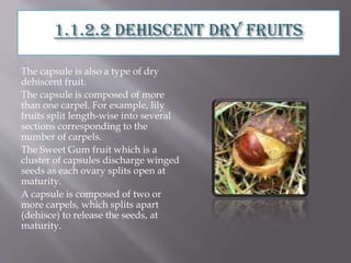 Capsule Fruit Examples