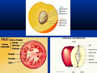 Fruits | PPT