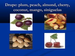 Drupe Fruit Examples