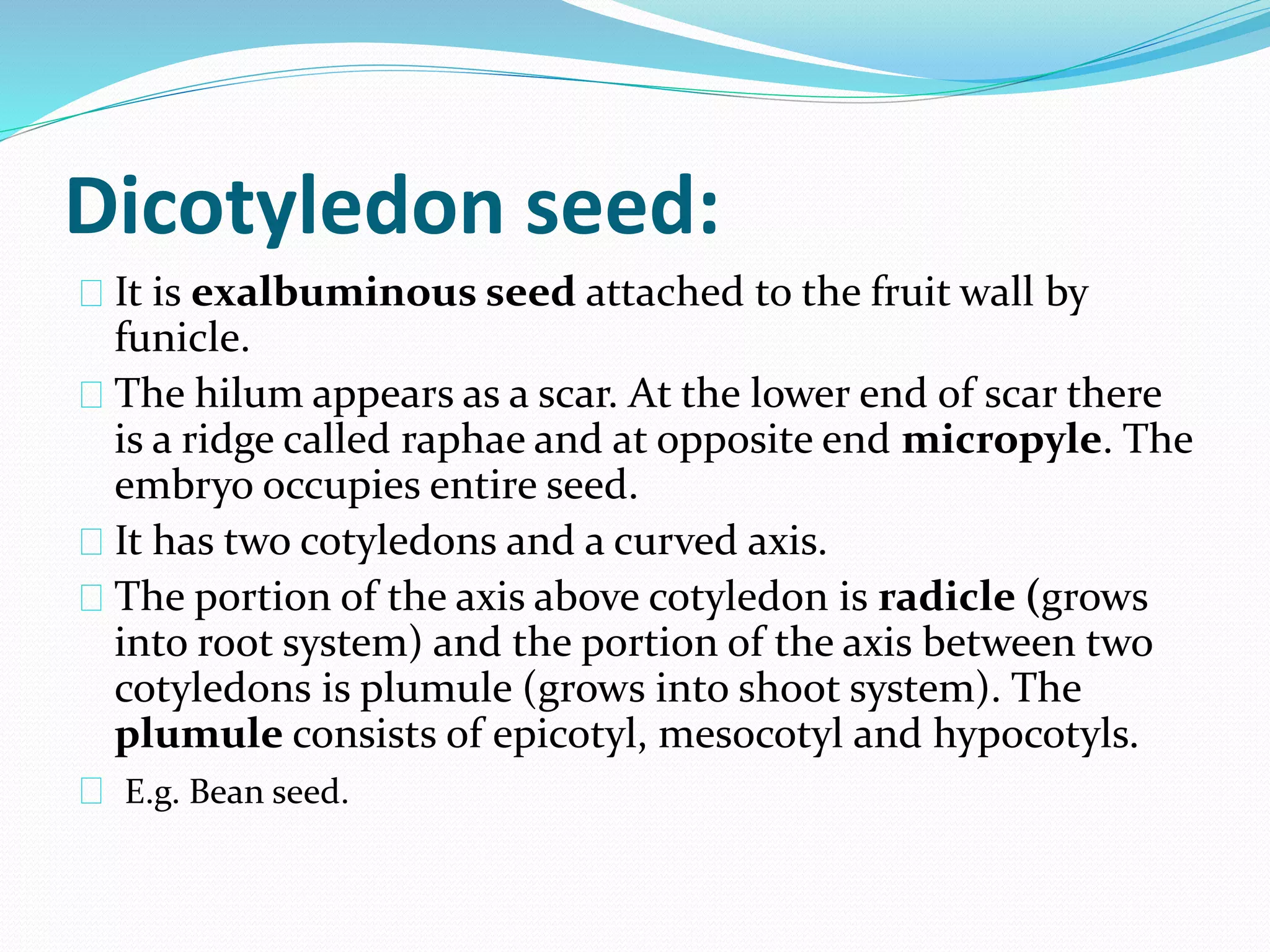 Fruits and Seeds for class 11 std | PPSX