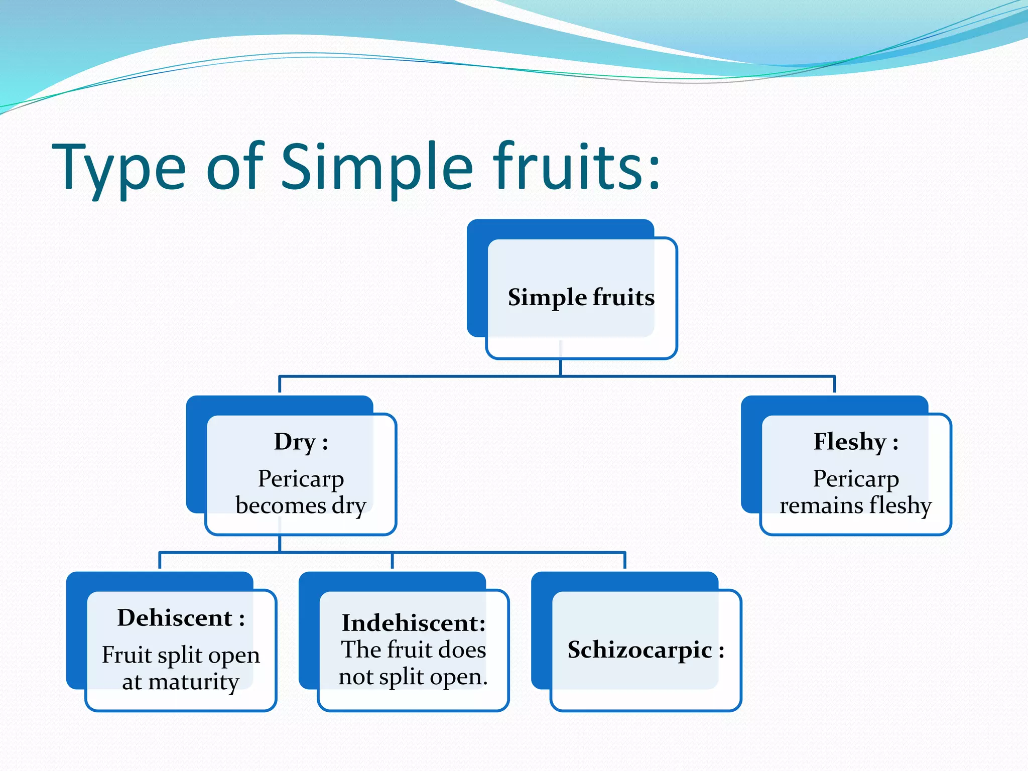 Fruits and Seeds for class 11 std | PPSX