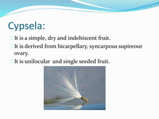 Fruits and Seeds for class 11 std | PPSX