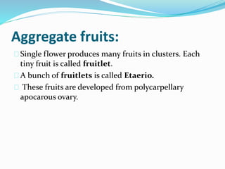 Fruits and Seeds for class 11 std | PPSX