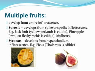 Fruits and Seeds for class 11 std | PPT