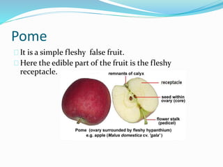 Fruits and Seeds for class 11 std | PPSX