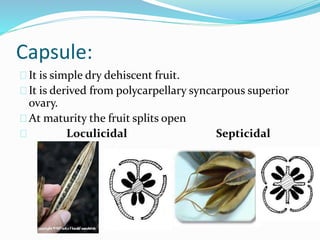 Fruits and Seeds for class 11 std | PPSX