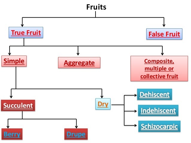 [DIAGRAM] Diagram Of True Fruit - MYDIAGRAM.ONLINE