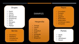 A broad Classification on types of Fruits | PPTX