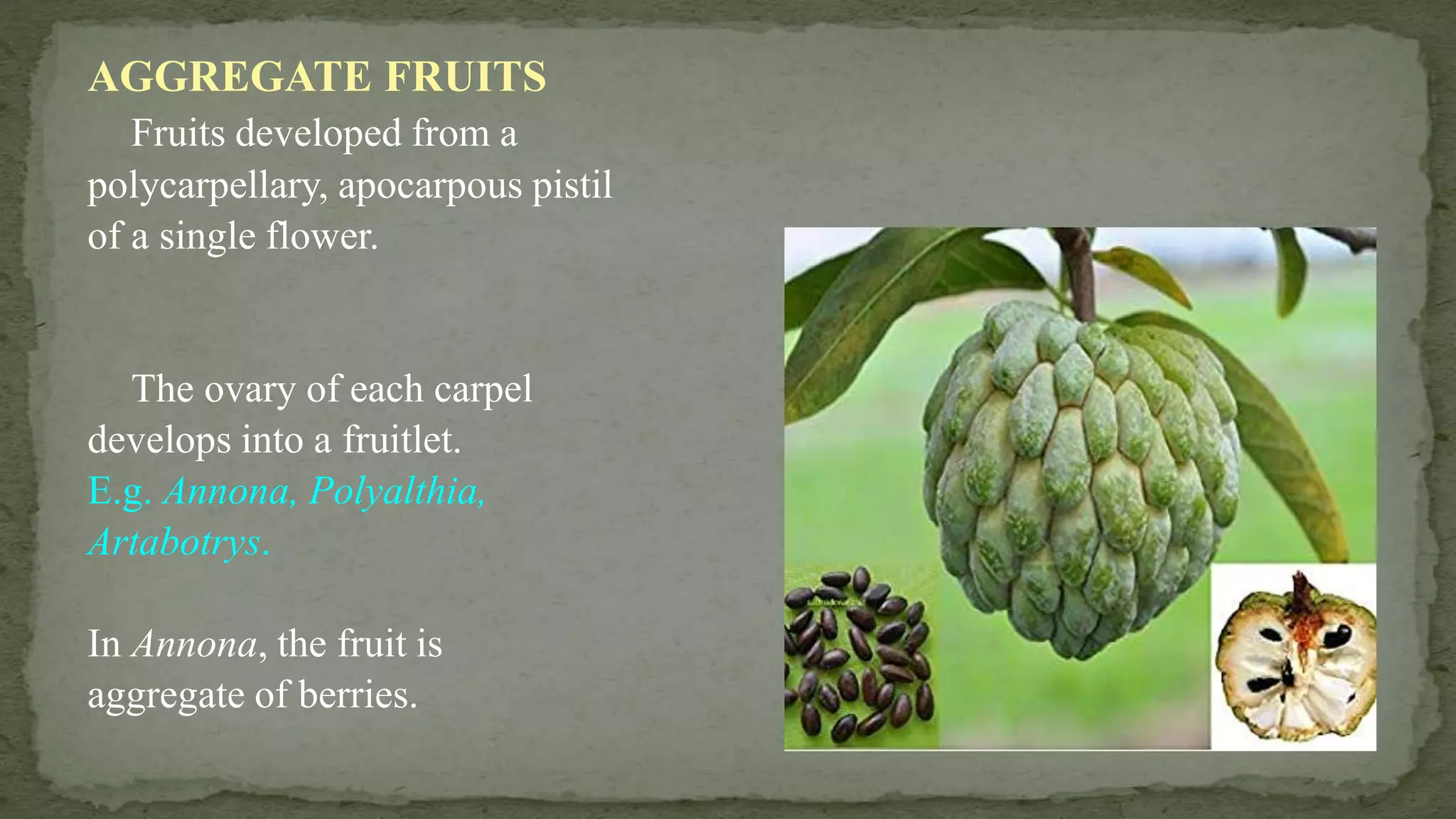 Fruits | PPTX
