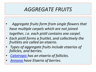 Fruits | PDF