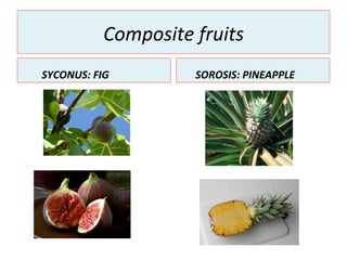 Fruits | PDF