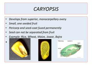 Caryopsis Fruit Examples