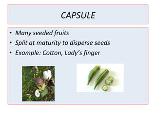Capsule Fruit Examples