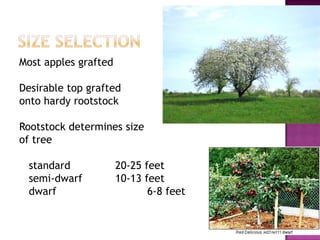 Fruits apples | PPTX